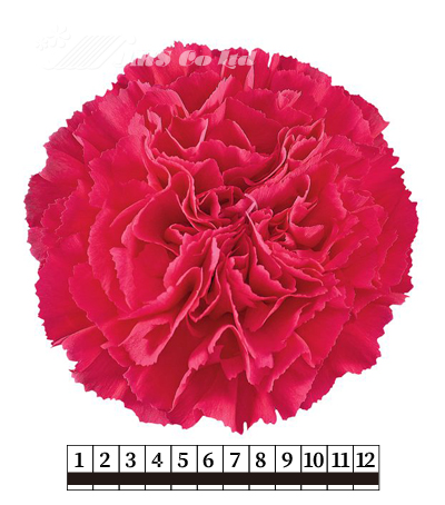 Colombiaコロンビア商材 YMS Co., Ltd. 切花輸入商社 株式会社ワイエムエス 切り葉 卸 大阪