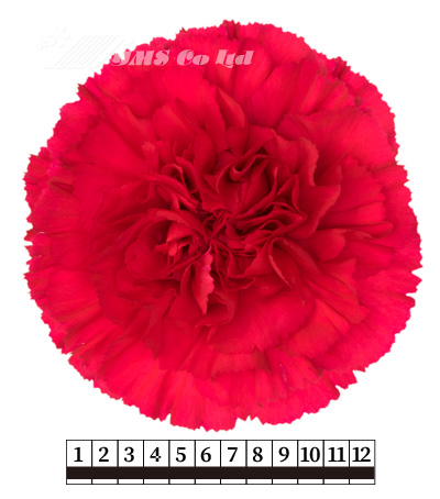 Colombiaコロンビア商材 YMS Co., Ltd. 切花輸入商社 株式会社ワイエムエス 切り葉 卸 大阪