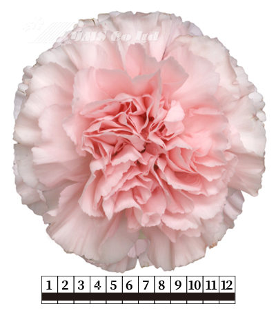 Colombiaコロンビア商材 YMS Co., Ltd. 切花輸入商社 株式会社ワイエムエス 切り葉 卸 大阪