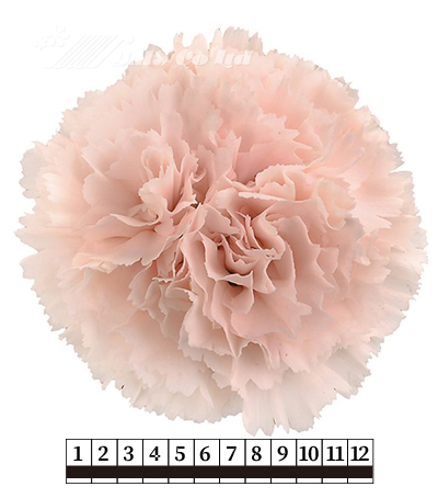 Colombiaコロンビア商材 YMS Co., Ltd. 切花輸入商社 株式会社ワイエムエス 切り葉 卸 大阪