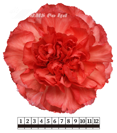 Colombiaコロンビア商材 YMS Co., Ltd. 切花輸入商社 株式会社ワイエムエス 切り葉 卸 大阪