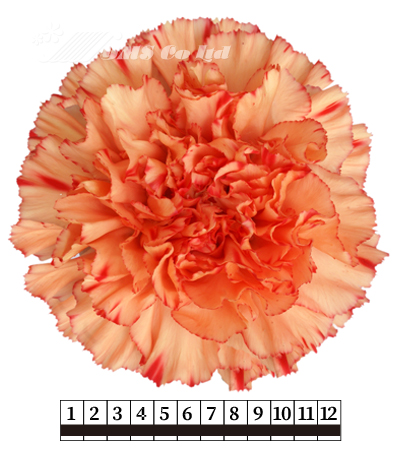 Colombiaコロンビア商材 YMS Co., Ltd. 切花輸入商社 株式会社ワイエムエス 切り葉 卸 大阪