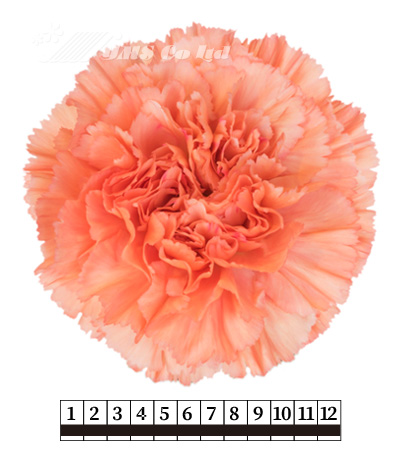 Colombiaコロンビア商材 YMS Co., Ltd. 切花輸入商社 株式会社ワイエムエス 切り葉 卸 大阪