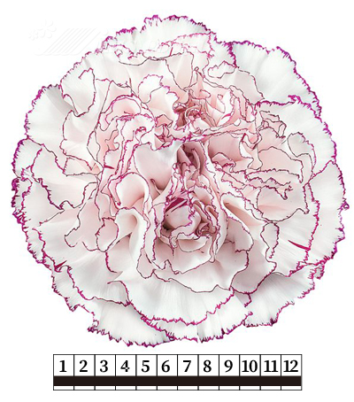 Colombiaコロンビア商材 YMS Co., Ltd. 切花輸入商社 株式会社ワイエムエス 切り葉 卸 大阪