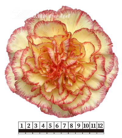 Colombiaコロンビア商材 YMS Co., Ltd. 切花輸入商社 株式会社ワイエムエス 切り葉 卸 大阪