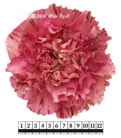 Colombiaコロンビア商材 YMS Co., Ltd. 切花輸入商社 株式会社ワイエムエス 切り葉 卸 大阪