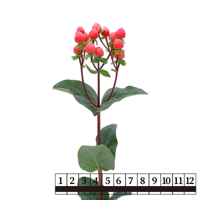 Ethiopiaエチオピア商材 YMS Co., Ltd. 切花輸入商社 株式会社ワイエムエス 切り葉 卸 大阪