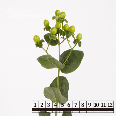 Ethiopiaエチオピア商材 YMS Co., Ltd. 切花輸入商社 株式会社ワイエムエス 切り葉 卸 大阪