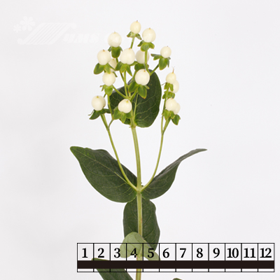 Ethiopiaエチオピア商材 YMS Co., Ltd. 切花輸入商社 株式会社ワイエムエス 切り葉 卸 大阪