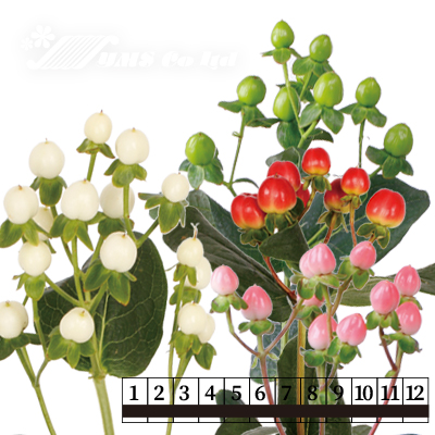 Ethiopiaエチオピア商材 YMS Co., Ltd. 切花輸入商社 株式会社ワイエムエス 切り葉 卸 大阪