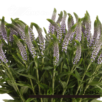 Ethiopiaエチオピア商材 YMS Co., Ltd. 切花輸入商社 株式会社ワイエムエス 切り葉 卸 大阪