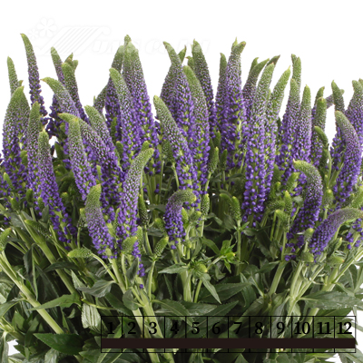 Ethiopiaエチオピア商材 YMS Co., Ltd. 切花輸入商社 株式会社ワイエムエス 切り葉 卸 大阪