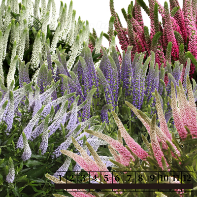 Ethiopiaエチオピア商材 YMS Co., Ltd. 切花輸入商社 株式会社ワイエムエス 切り葉 卸 大阪