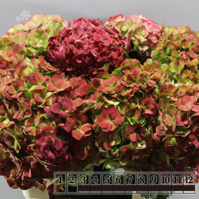 Hollandオランダ商材 YMS Co., Ltd. 切花輸入商社 株式会社ワイエムエス 切り葉 卸 大阪