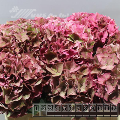 Hollandオランダ商材 YMS Co., Ltd. 切花輸入商社 株式会社ワイエムエス 切り葉 卸 大阪