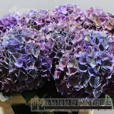 Hollandオランダ商材 YMS Co., Ltd. 切花輸入商社 株式会社ワイエムエス 切り葉 卸 大阪