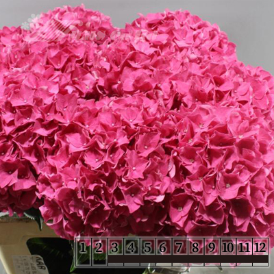 Hollandオランダ商材 YMS Co., Ltd. 切花輸入商社 株式会社ワイエムエス 切り葉 卸 大阪