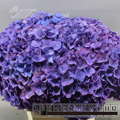 Hollandオランダ商材 YMS Co., Ltd. 切花輸入商社 株式会社ワイエムエス 切り葉 卸 大阪