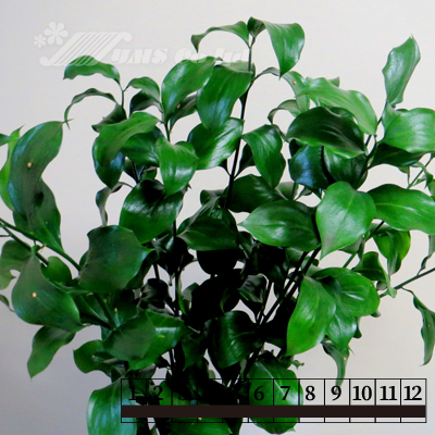 Israelイスラエル商材 YMS Co., Ltd. 切花輸入商社 株式会社ワイエムエス 切り葉 卸 大阪