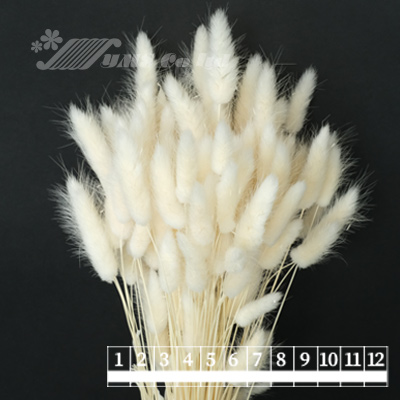 Italyイタリア商材 YMS Co., Ltd. 切花輸入商社 株式会社ワイエムエス 切り葉 卸 大阪