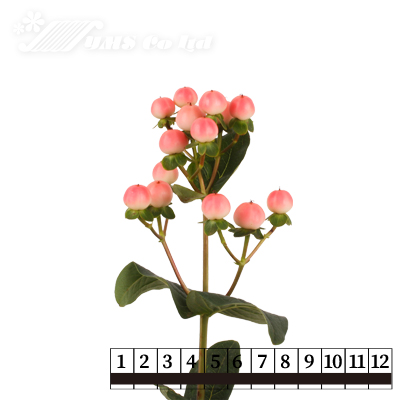 Kenyaケニア商材 YMS Co., Ltd. 切花輸入商社 株式会社ワイエムエス 切り葉 卸 大阪