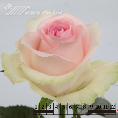 Kenyaケニア商材 YMS Co., Ltd. 切花輸入商社 株式会社ワイエムエス 切り葉 卸 大阪