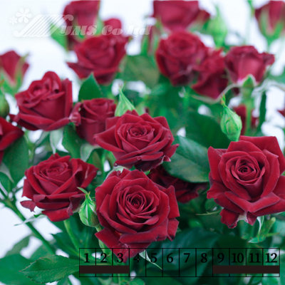 Kenyaケニア商材 YMS Co., Ltd. 切花輸入商社 株式会社ワイエムエス 切り葉 卸 大阪