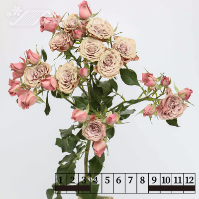 Kenyaケニア商材 YMS Co., Ltd. 切花輸入商社 株式会社ワイエムエス 切り葉 卸 大阪