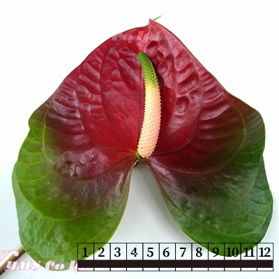 Mauritiusモーリシャス商材 YMS Co., Ltd. 切花輸入商社 株式会社ワイエムエス 切り葉 卸 大阪