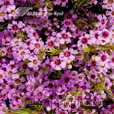 SouthAfrica南アフリカ商材 YMS Co., Ltd. 切花輸入商社 株式会社ワイエムエス 切り葉 卸 大阪