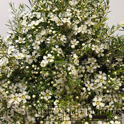 SouthAfrica南アフリカ商材 YMS Co., Ltd. 切花輸入商社 株式会社ワイエムエス 切り葉 卸 大阪